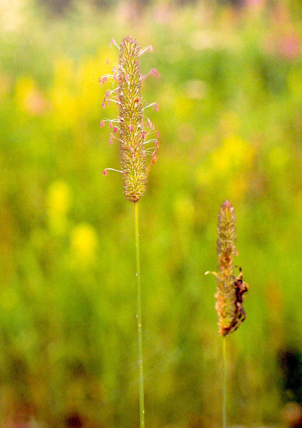 Phlenium Pratense L Phlenium Pratense L